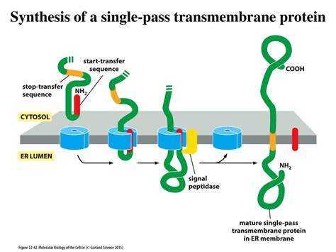 Intracellular Compartments And Protein Sorting Ppt Download