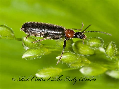 3013624 Pedilus Pedilus Bugguide Net