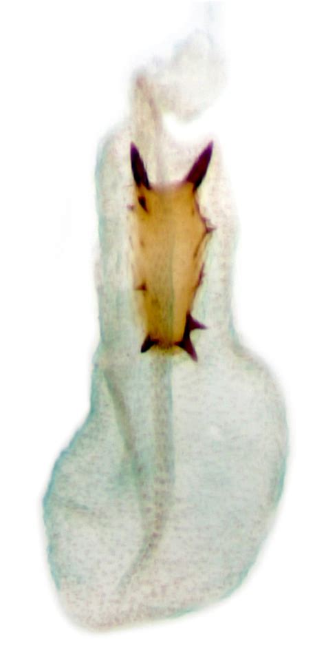 047 Bryotropha Affinis British Lepidoptera