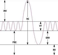 Spirometry Diagram Quizlet
