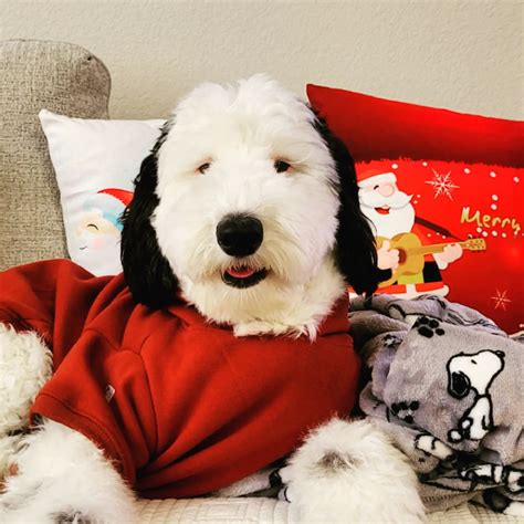 Meet Bayley The Mini Sheepadoodle Who Is The Real Life Snoopy