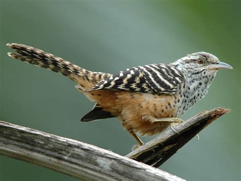 Band Backed Wren Ebird