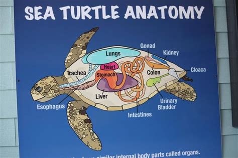 Turtle Respiratory System