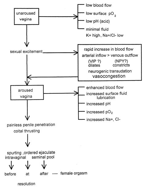 Sexual Intercourse Process Diagram