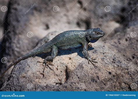 Lizard Sunning Itself On A Rock Stock Image Image Of Oregon Close