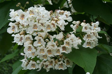 Катальпа дерево 68 фото