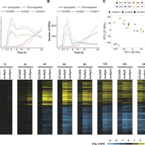 Transcriptome Dynamics In Col 0 Challenged With Virulent Pto Dc3000 Or Download Scientific