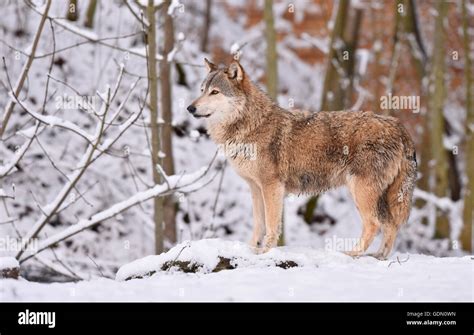 Eastern Timber Wolf Range