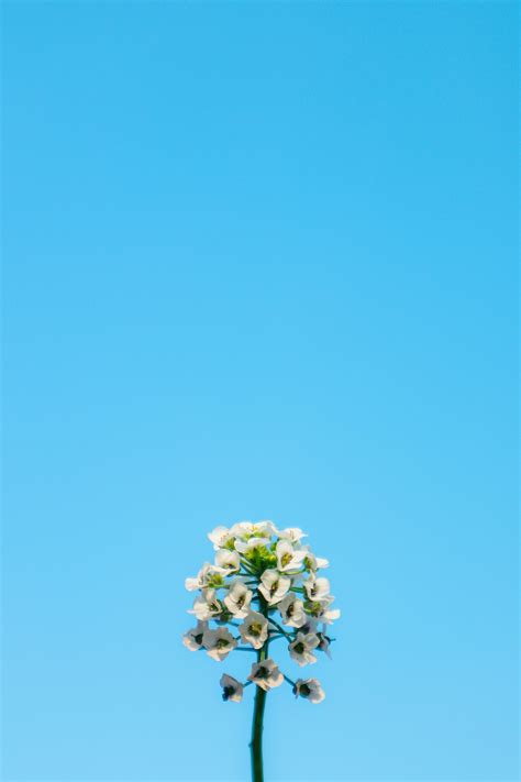 Lock Screen Wallpaper Flower Photos Download The Best Free Lock Screen