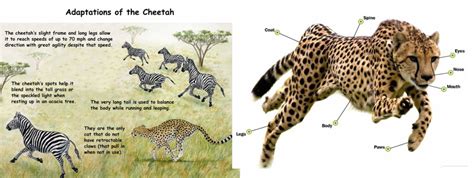 Cheetah Adaptations
