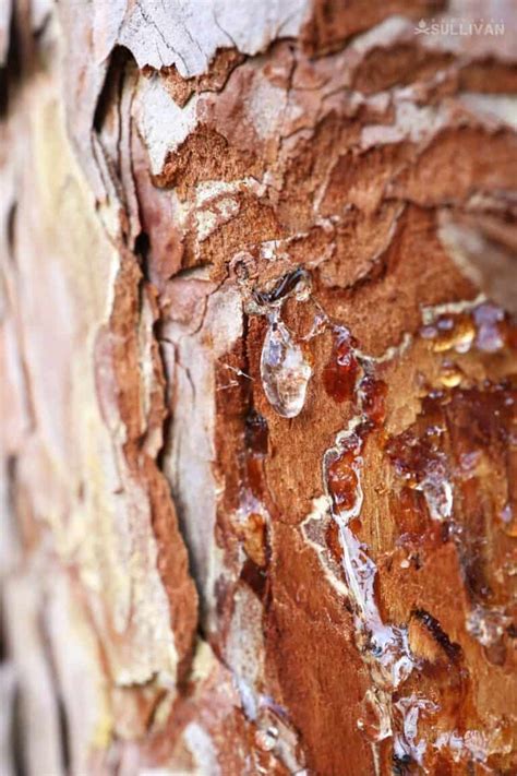 What Is Tree Sap Used For Clever Uses