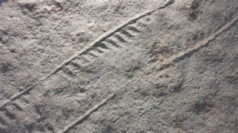 Imprint Fossils