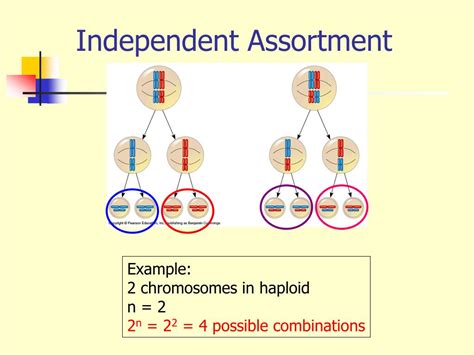 Independent Assortment Examples At Holly Stine Blog