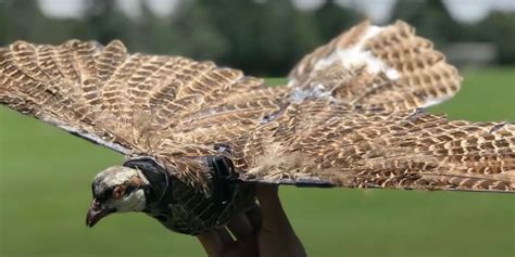 Bird Corpses Repurposed As Drones Are Real Life Dystopian Body Horror