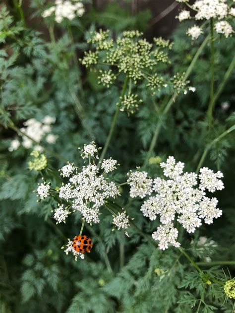 Queen Annes Lace Wild Carrot Edible Wild Edibles Wild Plants Plants