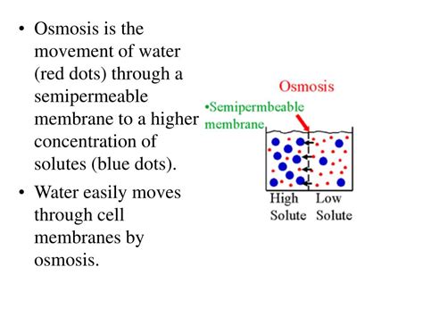 PPT Diffusion Is The Movement Of Molecules From A High Concentration To A Low Concentration