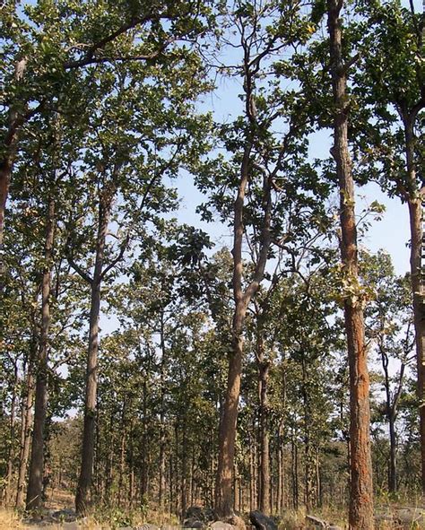 Sal Trees Sal Shorea Robusta Is A Species Of Tree Native Flickr
