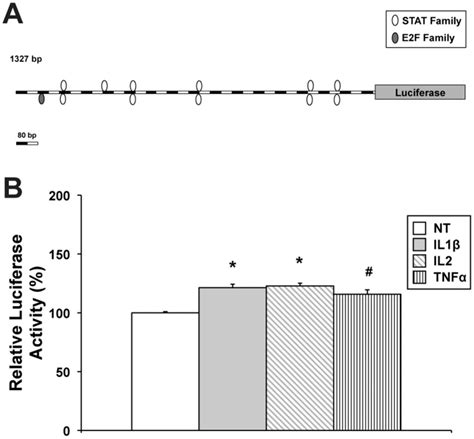 A Schematic Representation Of The Second Fgfr2 Promoter Construct In
