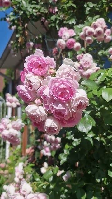 One of the best pink climbing rose Jasmine, Красивейшая плетистая роза ...