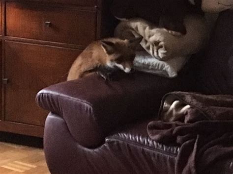 Fuchs Auf Dem Sofa Wild Und Hund