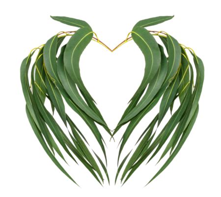 Leaf Pattern PNGs For Free Download