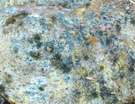 Slice Of Bread Covered With Mold Stock Image Image Of Organism