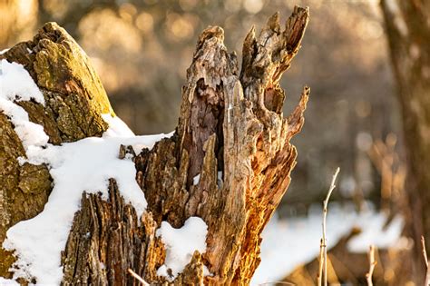 눈에 아름 다운 썩은 오래 된 그 루터 기 서리가 내린 하지만 화창한 날씨에 겨울 벌레와 해충에 의해 먹는 부패한 과일 나무의 껍질 0명에 대한 스톡 사진 및 기타 이미지