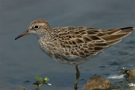 尖尾濱鷸 尖尾鷸 Sharp Tailed Sandpiper
