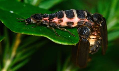 Scientists Warn Light Pollution Endangers Glow Worm Populations
