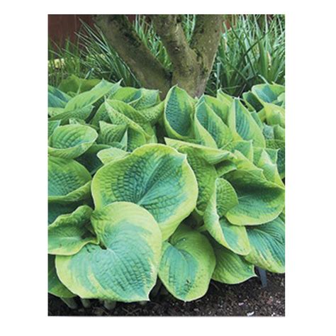 Hosta 114 Litre Assorted Colour 36322 Rona