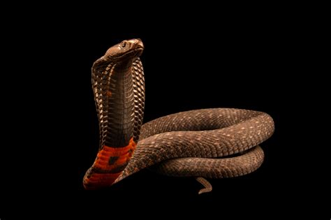 Black Necked Spitting Cobra Joel Sartore