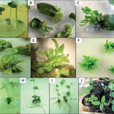 Results Of The Regeneration Of Shoots From The Cotyledonary Node Of