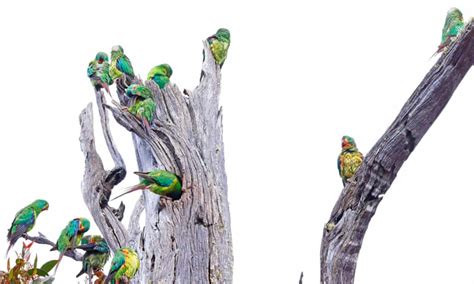 Wildlife Photographer Arrested In Tasmanian Forest Where Swift Parrot Wildlife Photographer Arrested In Tasmanian Forest Where Swift Parrot