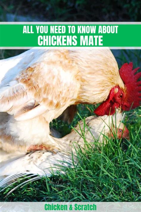 How To Sex Chickens Ways To Determine Hen Or Rooster