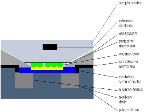 Enzyme Field Effect Transistor Enfet Source 7 Download Scientific Diagram