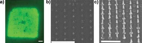 Evaluation Of The Self Administration Potential Of High Density