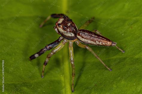 Jumping Spider With A Parasitoid Insect Mantidfly Larva In The Neck