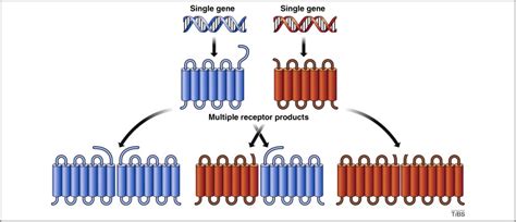 Oligomeric Forms Of G Protein Coupled Receptors Gpcrs Trends In
