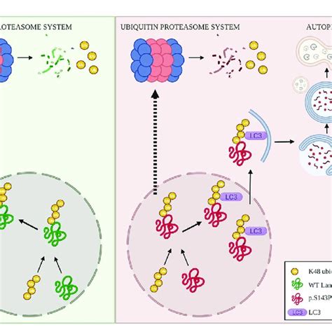 Illustrative Picture Of Degradation Of K48 Ubiquitinated Lamins A And
