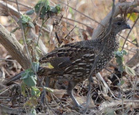 History New Features Enhancements Bug Fixes Birder S Diary