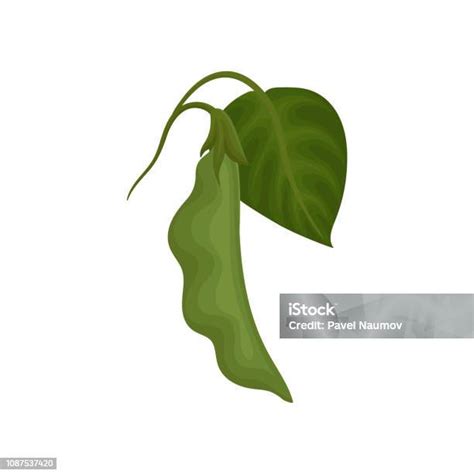 잎 건강 한 채식 음식 벡터 일러스트는 흰색 바탕에 녹색 콩 깍 지 건강한 식생활에 대한 스톡 벡터 아트 및 기타 이미지
