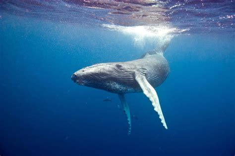 100 Humpback Whale Wallpapers
