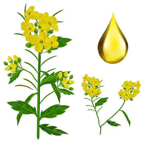 Premium Vector Vector Yellow Mustard Plant And Drop
