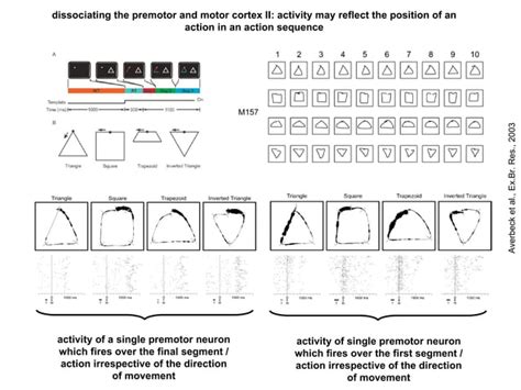 COGS B Winter Lecture Motor Control PPT