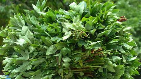 Health Benefits Of Gongura Leaves In Telugu Know More Gongura Leaves Benefits గోంగూరను ఇలా