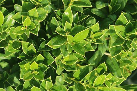 Buy Carissa Holly Shrub Compact Evergreen Perfect Plants