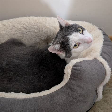 Cat Cherie Meme Youtube