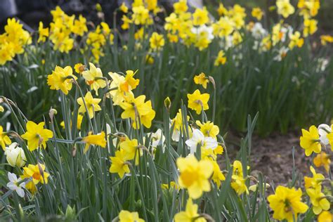 Tips To Get The Best Results From Your Daffodils Gee Tee Bulbs Uk
