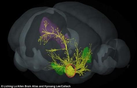 Make Love Not War Scientists Discover Brain Cells That Make You Want Either Fight Or Have Sex