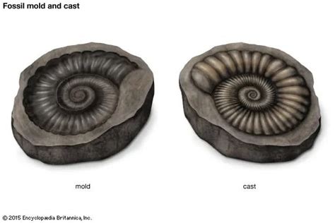 Fossil Mold And Cast